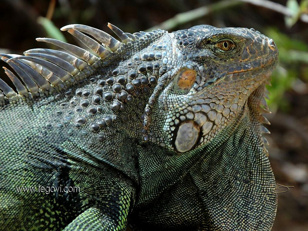 20+ Green iguana wallpapers HD | Download Free backgrounds