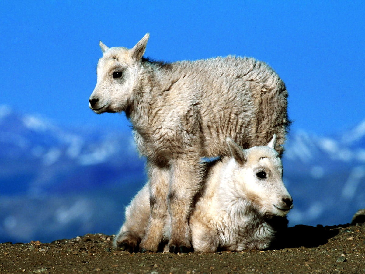 Fondos de pantalla - Cabra HD | Fondos Gratis