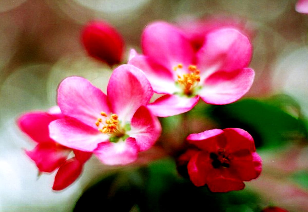 390+ Spring backgrounds HD 🔥 Download Free wallpapers