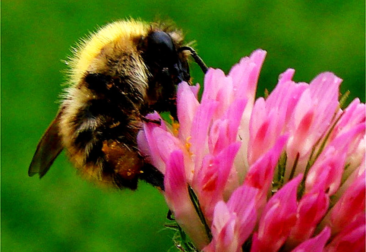 40+ Bumblebee wallpapers HD 🔥 Download Free backgrounds