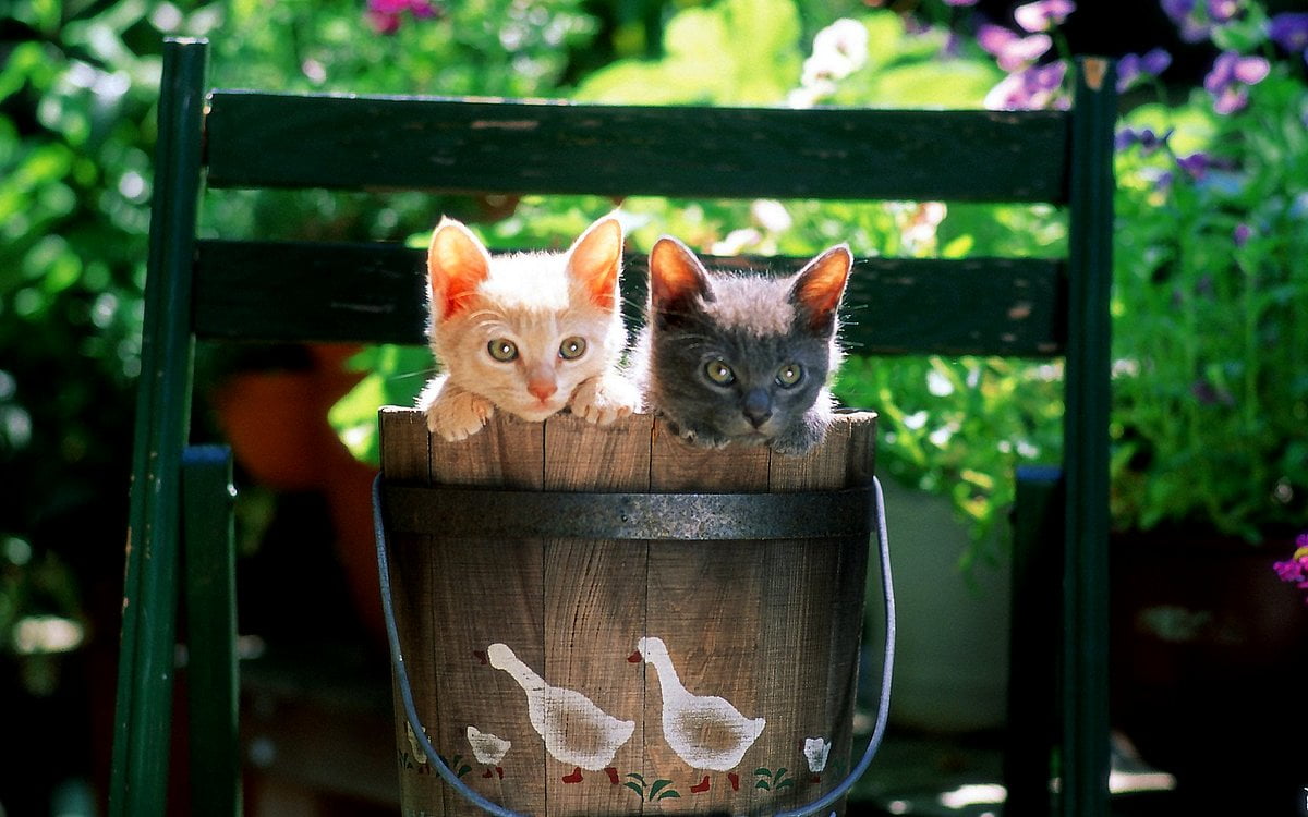 150+ Kattunger bakgrunner HD | Laste ned Bakgrunnsbilder Gratis