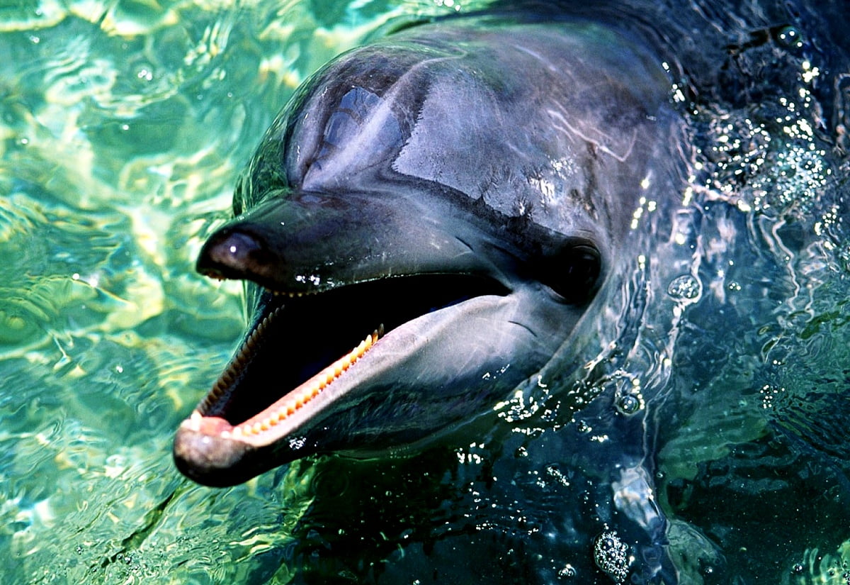 Arka plan fotosu Yunus, Şişeburun Yunus, Kuş | Ücretsiz Arka Plan Resimleri