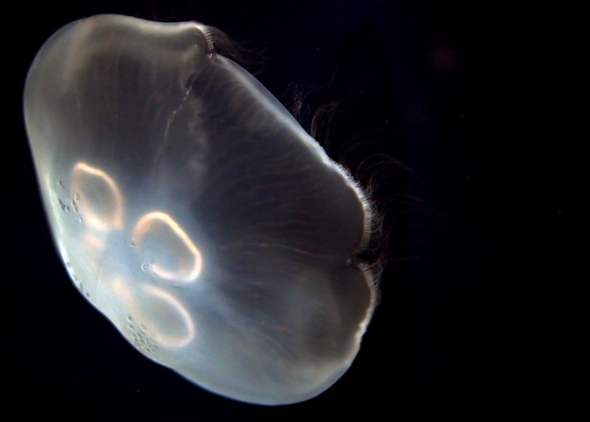 40+ Zooplankton wallpapers HD | Download Free backgrounds