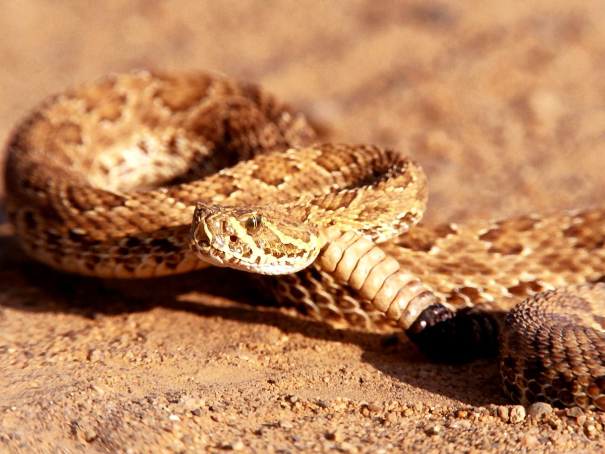 Herpetologi bakgrunner HD | Laste ned Bakgrunnsbilder Gratis
