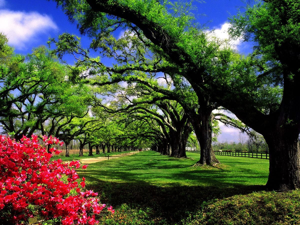 120+ Fondos de pantalla - Parque HD |Fondos Gratis