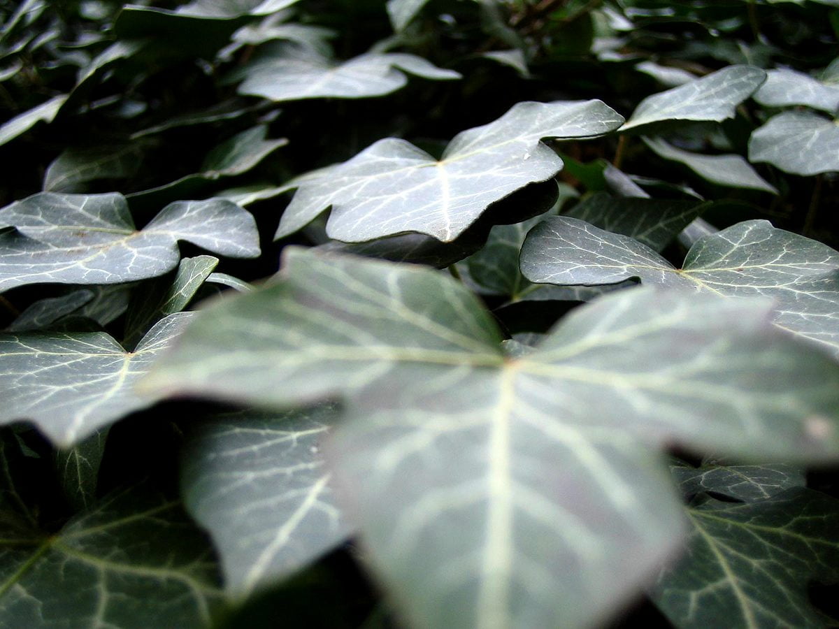 Ivy wallpapers HD | Download Free backgrounds