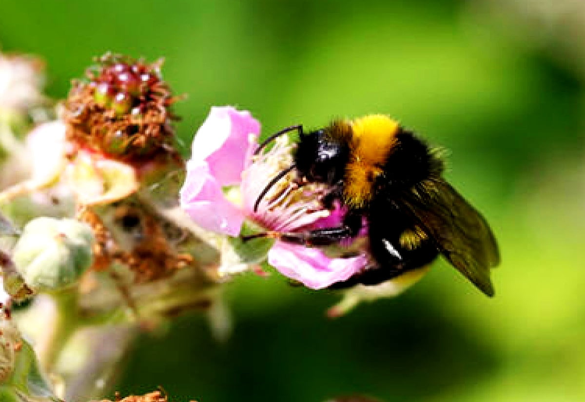 90+ Bee backgrounds HD | Download Free wallpapers