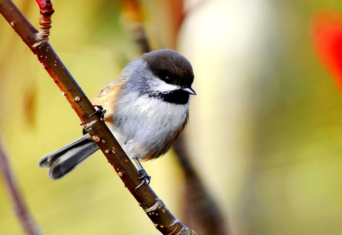20+ Songbird wallpapers HD 🔥 Download Free backgrounds
