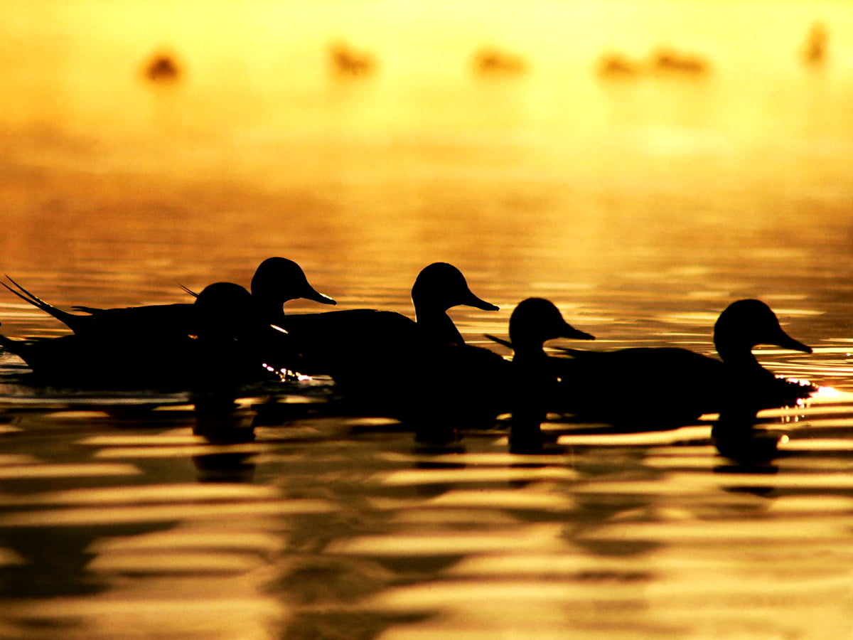 Seaduck taustakuvat HD | Lataa Ilmaiset Taustakuvat