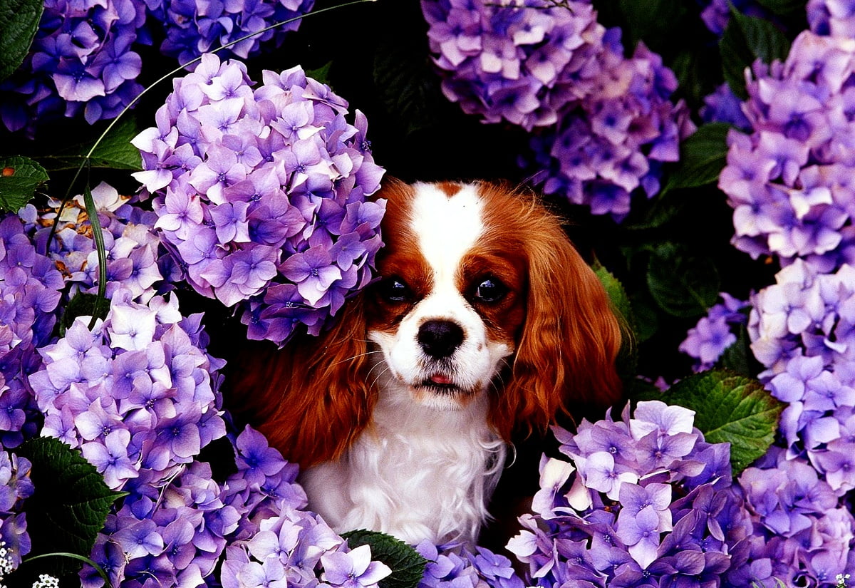 Hunde, Hvalpe, Blomster baggrund | Gratis Download baggrundsfoto