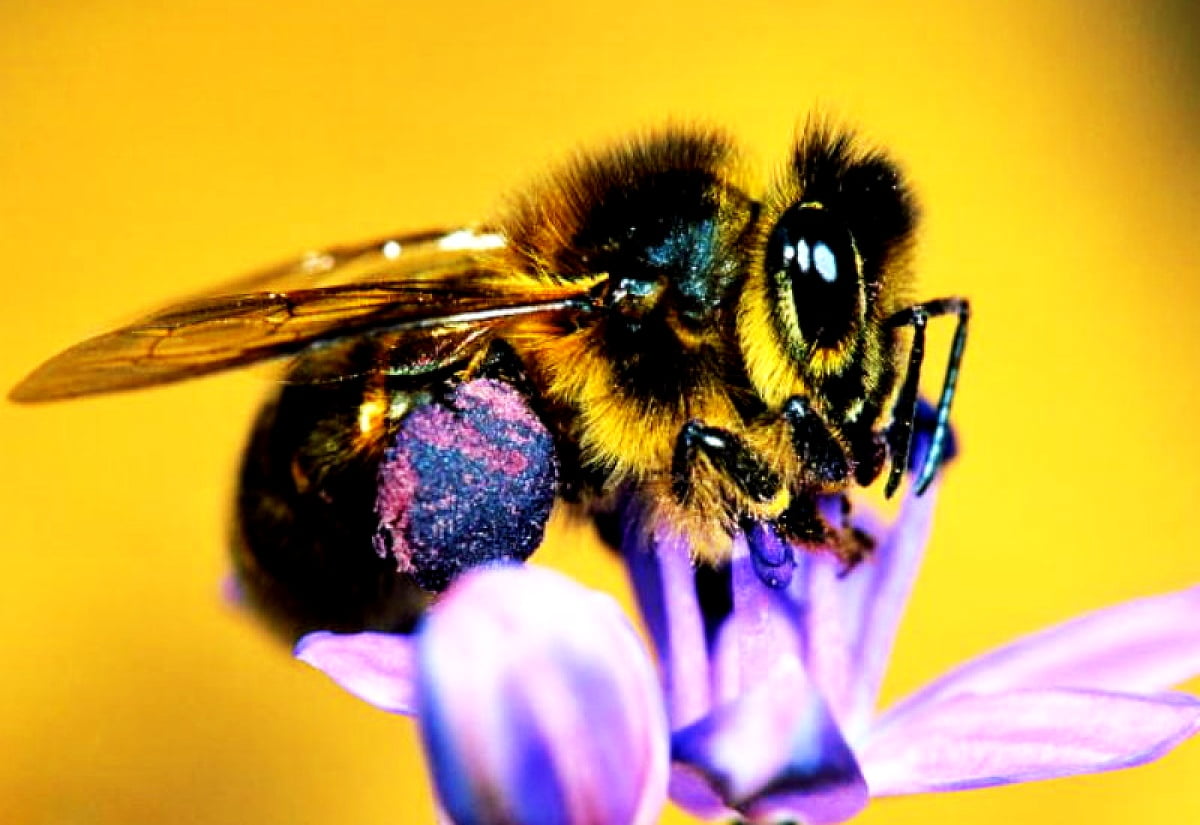40+ Bumblebee wallpapers HD | Download Free backgrounds