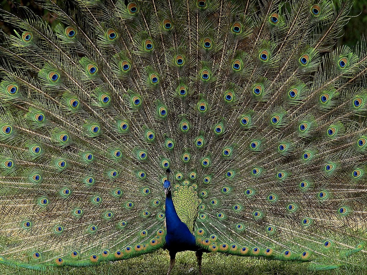 Fondos de pantalla - Pavo real HD | Fondos Gratis
