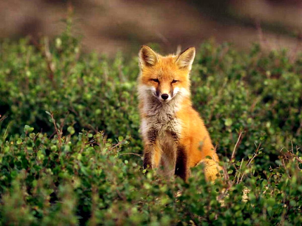 Kettu, Punainen Kettu, Villieläimet taustakuva | Parhaita Ilmaisia Kuvia