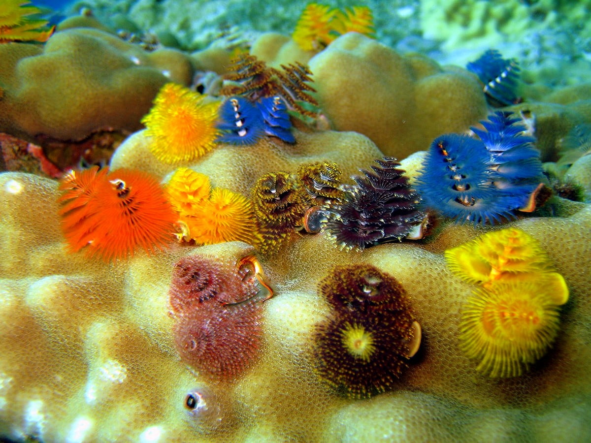 Coral, Reef, Aquarium wallpaper | Download Best Free wallpapers