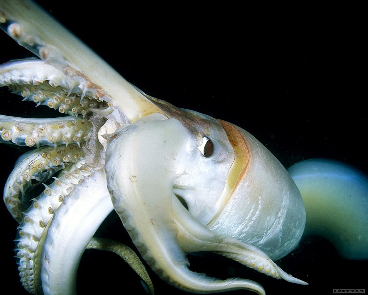 Duvar kağıtları Kalamar HD | Ücretsiz Duvar Kağıtları