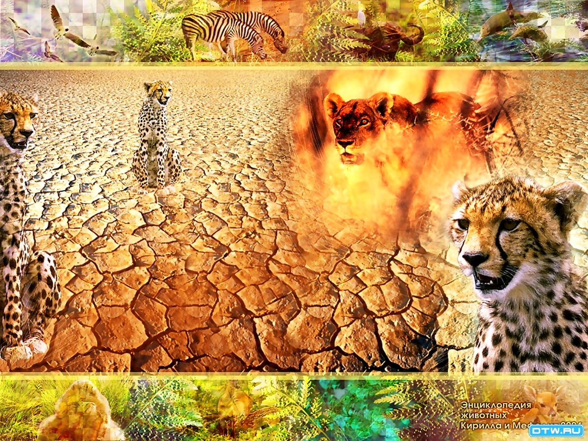 Dyreliv, Jaguar, Dyr baggrund 🔥 Download Gratis baggrund