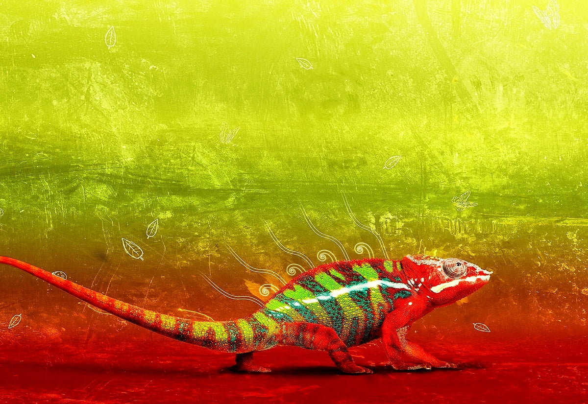 Kamæleon baggrunde HD | Download Gratis Baggrundsbilleder