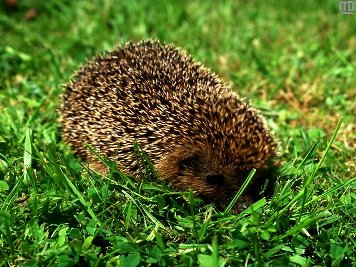 Arka plan resim Kirpi, Evcilleştirilmiş Kirpi, Yeşil | Indirin Görselleri