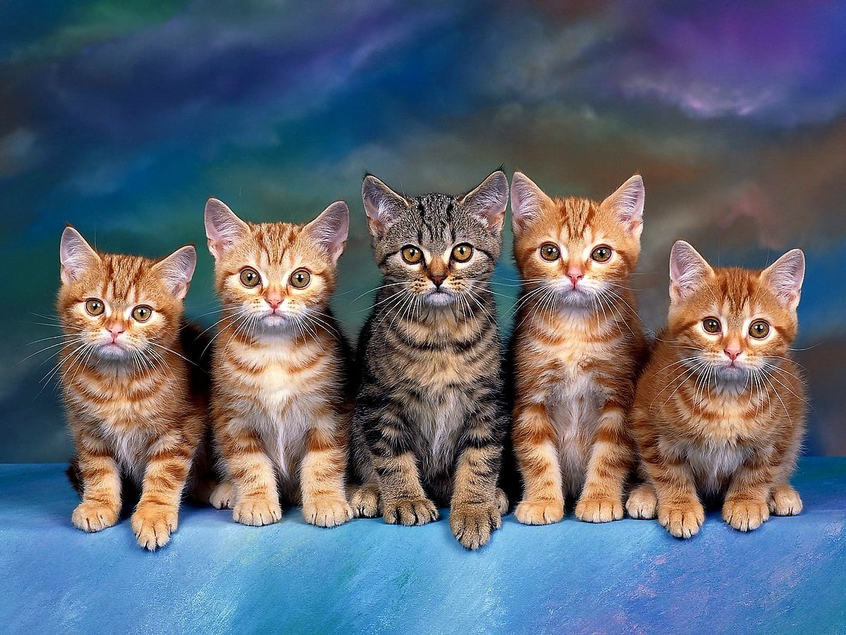 150+ Fonds d'écran Chatons HD | Télécharger Gratuitement