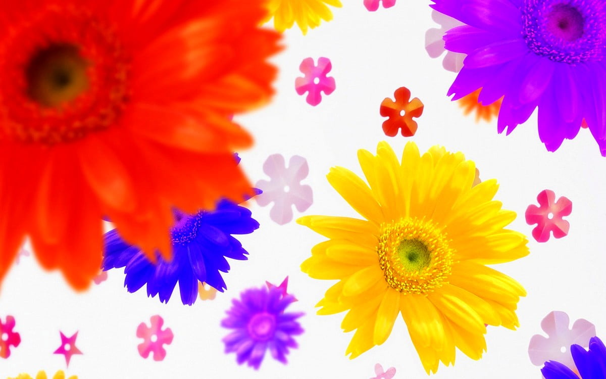 30+ Gerbera wallpapers HD | Download Free backgrounds