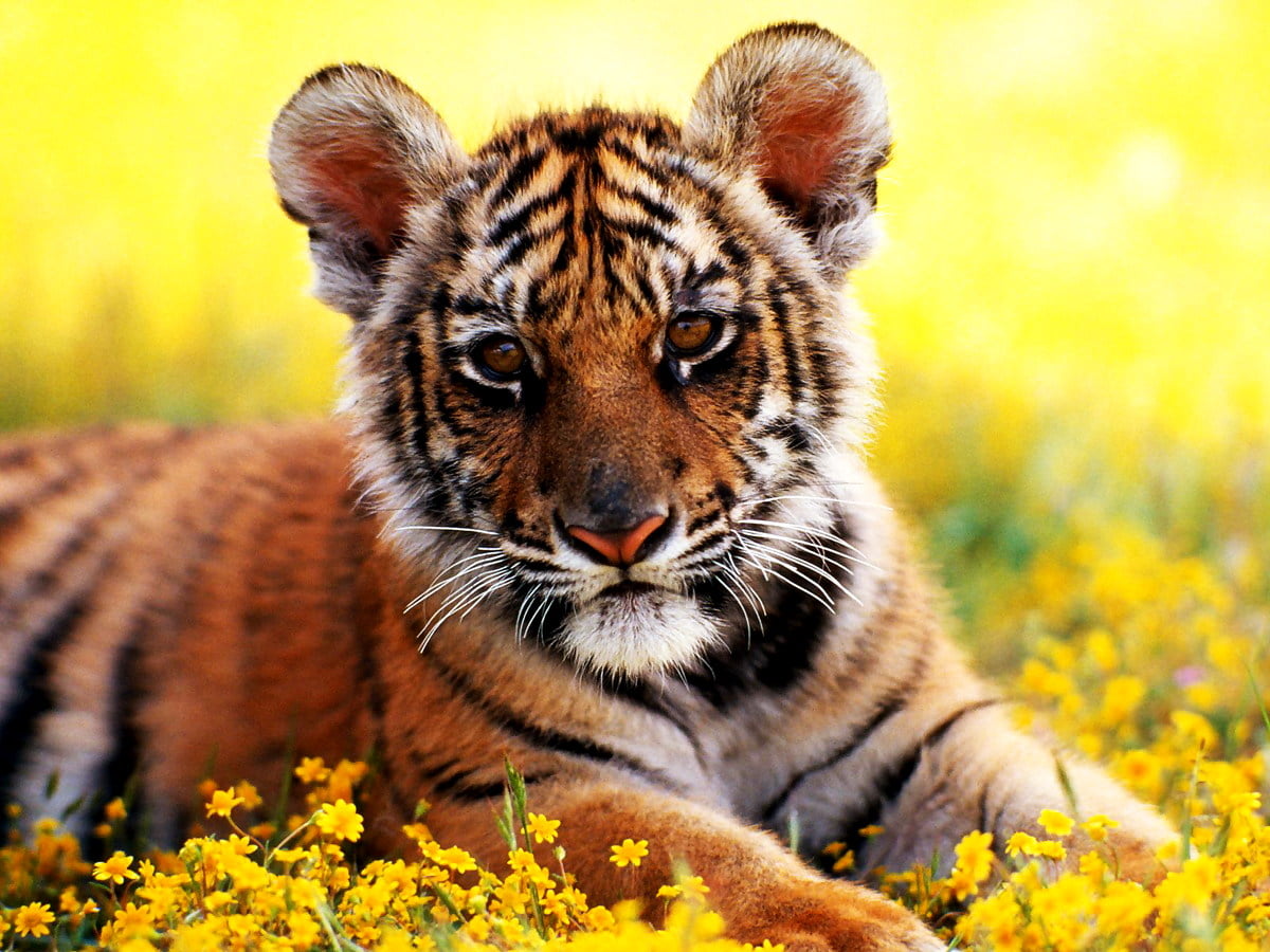 1100+ Wildlife backgrounds HD 🔥 Download Free wallpapers