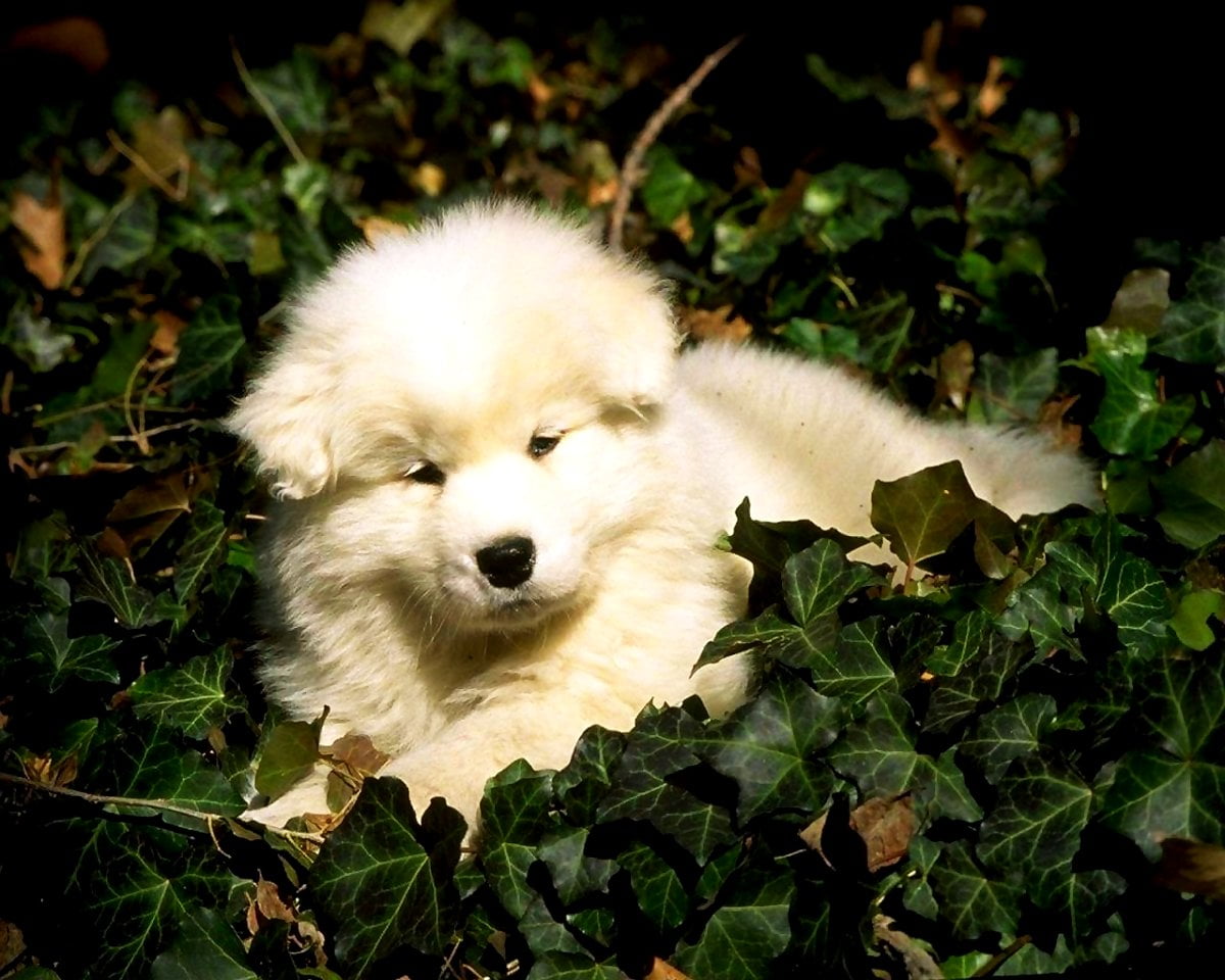 Billede til baggrund Hunde, Dyr, Hvalpe | Download Gratis Bedste ...