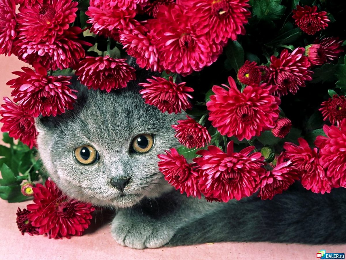 Photo pour fond d'écran Chats, Fleurs, Rose | Télécharger Meilleurs ...