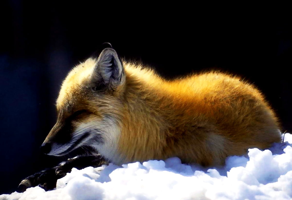 Polar ræv baggrunde HD | Download Gratis Baggrundsbilleder