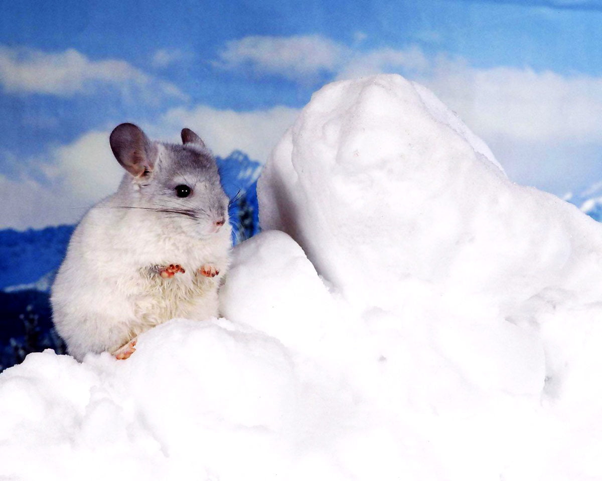 Hare baggrunde HD | Download Gratis Baggrundsbilleder
