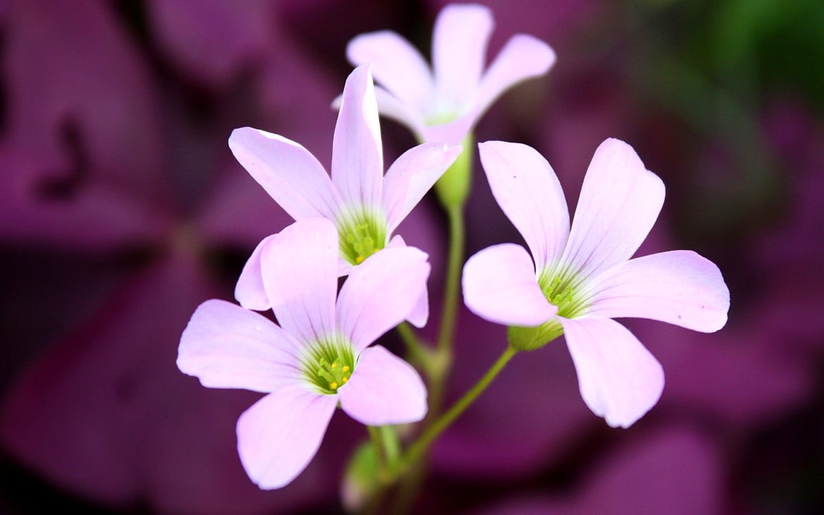 Fondo de pantalla Flores, Madera Violeta, Flor Macro | Descargar Fondo ...