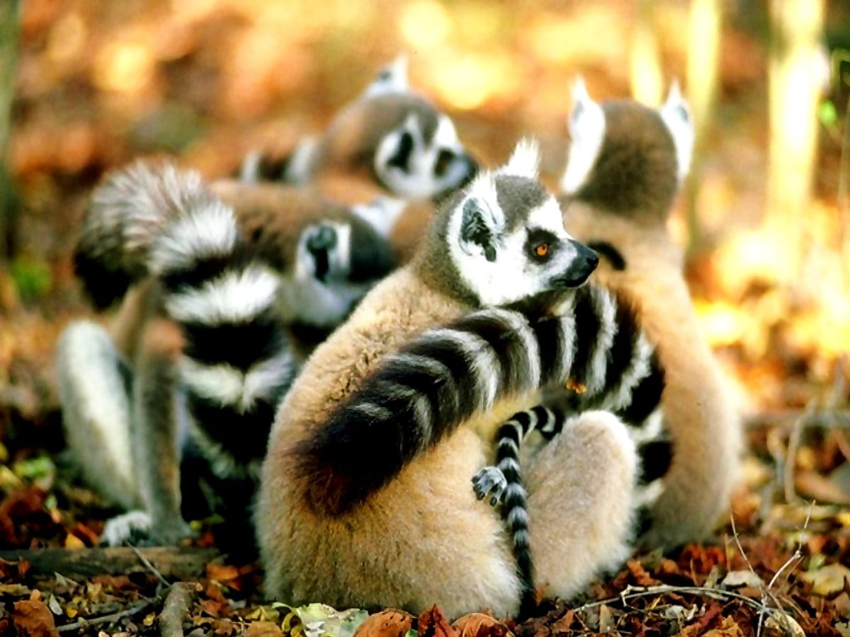 Lemur wallpapers HD | Download Free backgrounds