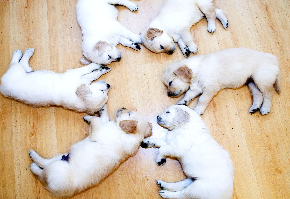 Berger blanc suisse bakgrunner HD | Laste ned Bakgrunnsbilder Gratis