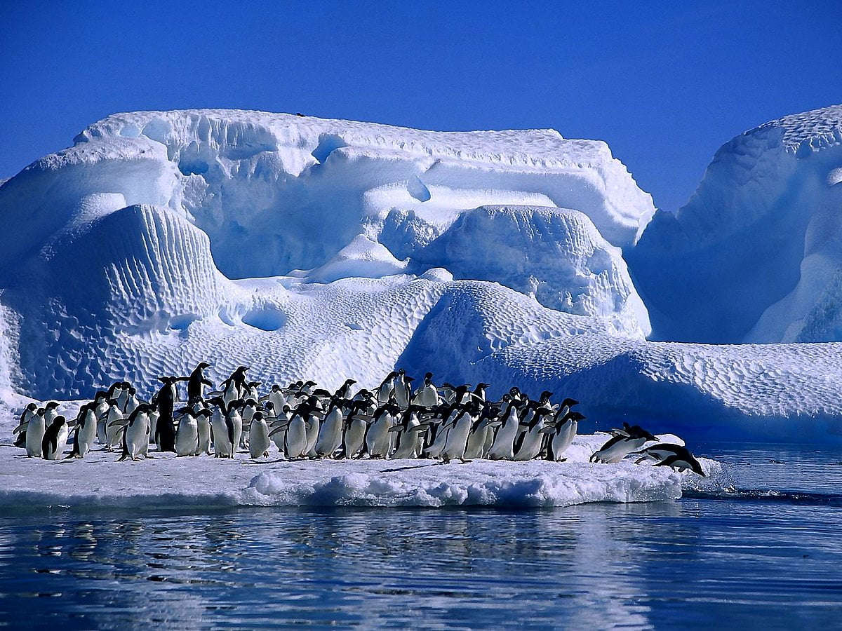 Wallpaper Penguin, Arctic, Ice 🔥 Best Free pictures