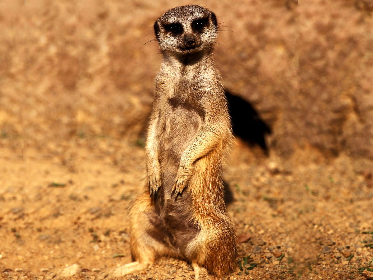 Duvar kağıtları Mirket HD | Ücretsiz Duvar Kağıtları