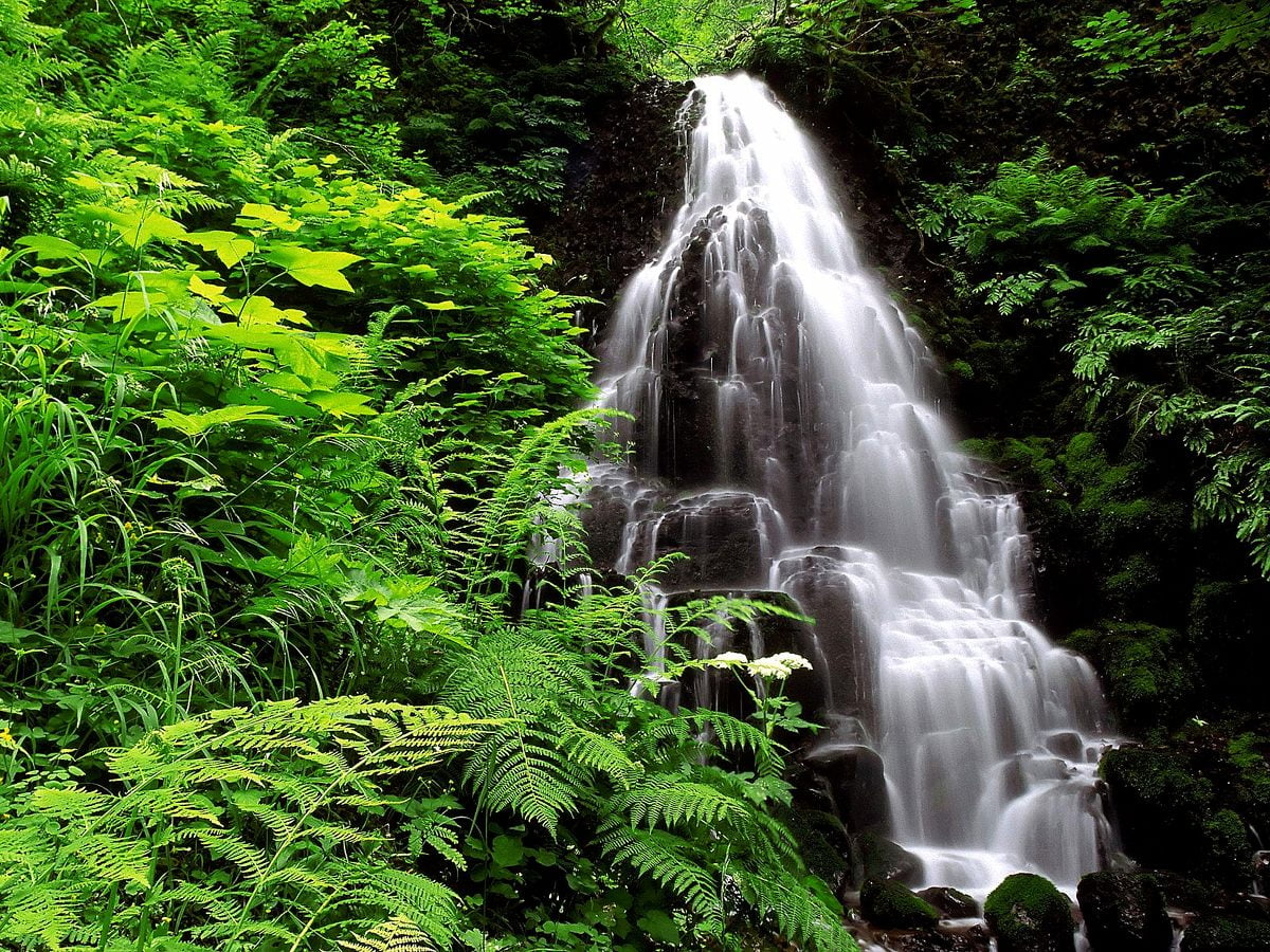 40+ Fonds d'écran Forêt tropicale HD | Télécharger Gratuitement