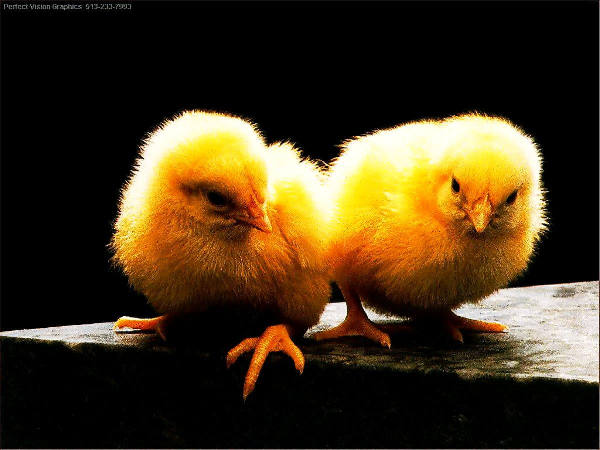 Chicken wallpapers HD | Download Free backgrounds