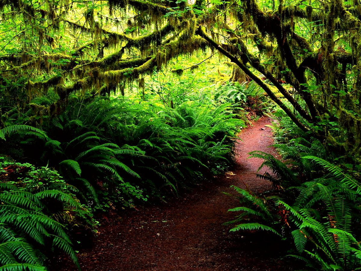 150+ Jungle wallpapers HD | Download Free backgrounds