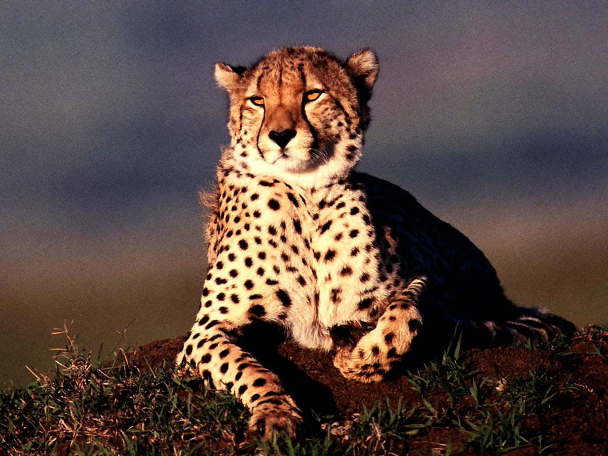 Smukke Dyreliv, Leopard, Dyr baggrundsbillede | Gratis Bedste ...