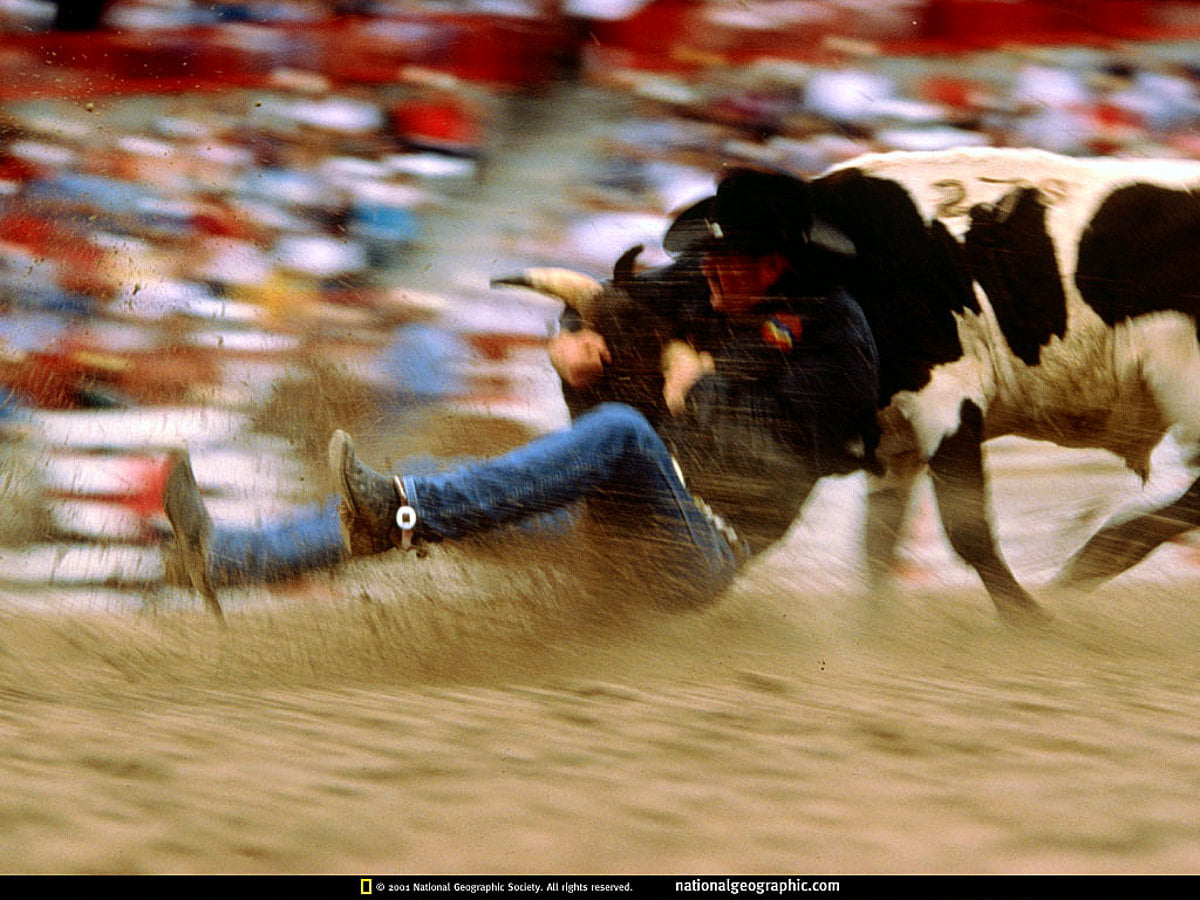 Fondos de pantalla - Toro HD |Fondos Gratis