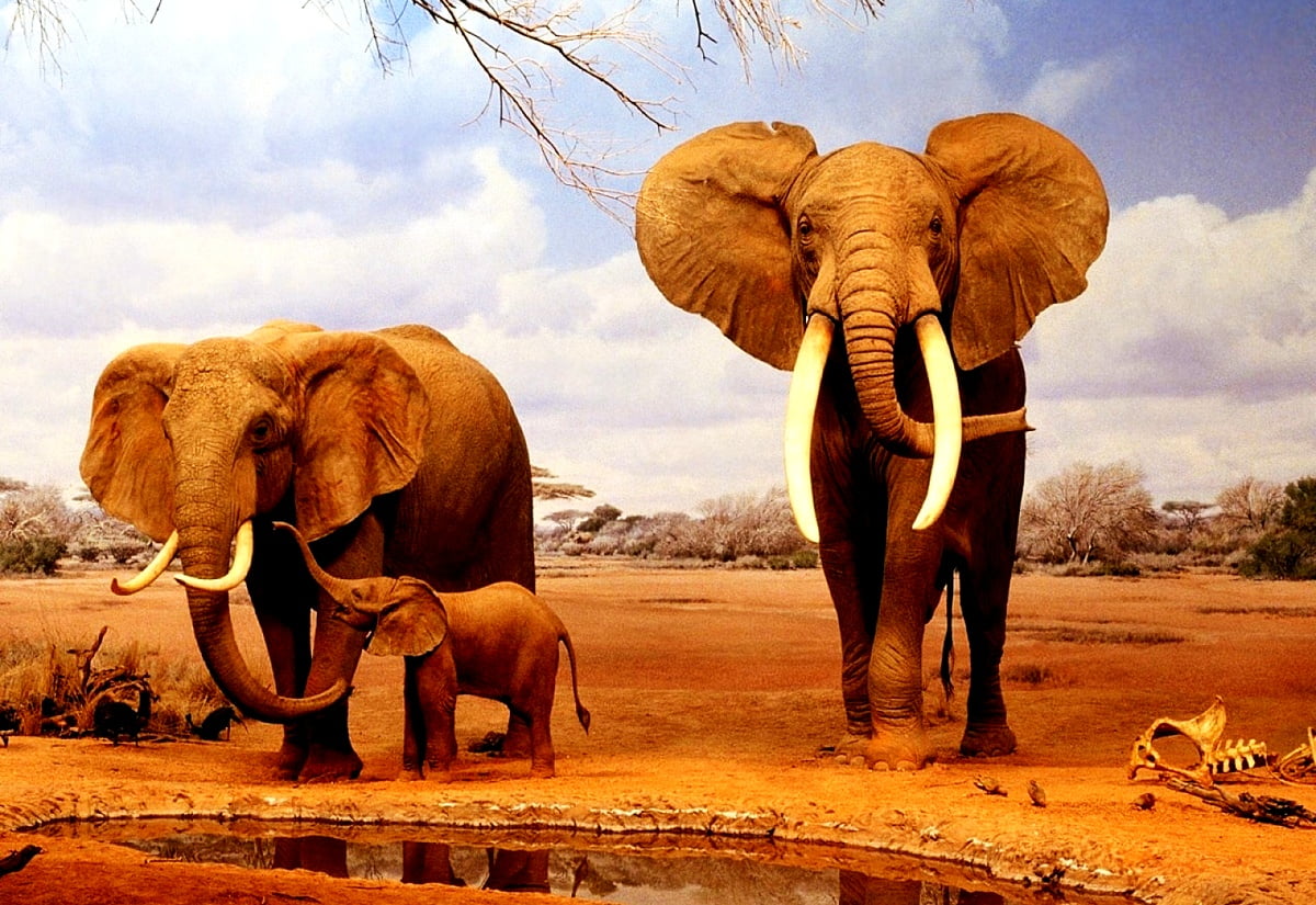 20+ Elefant bakgrunner HD | Laste ned Bakgrunnsbilder Gratis