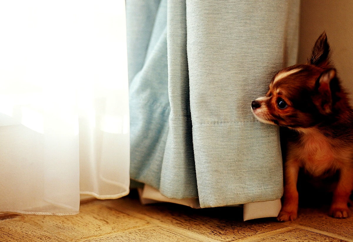 Chihuahua bakgrunner HD | Laste ned Bakgrunnsbilder Gratis