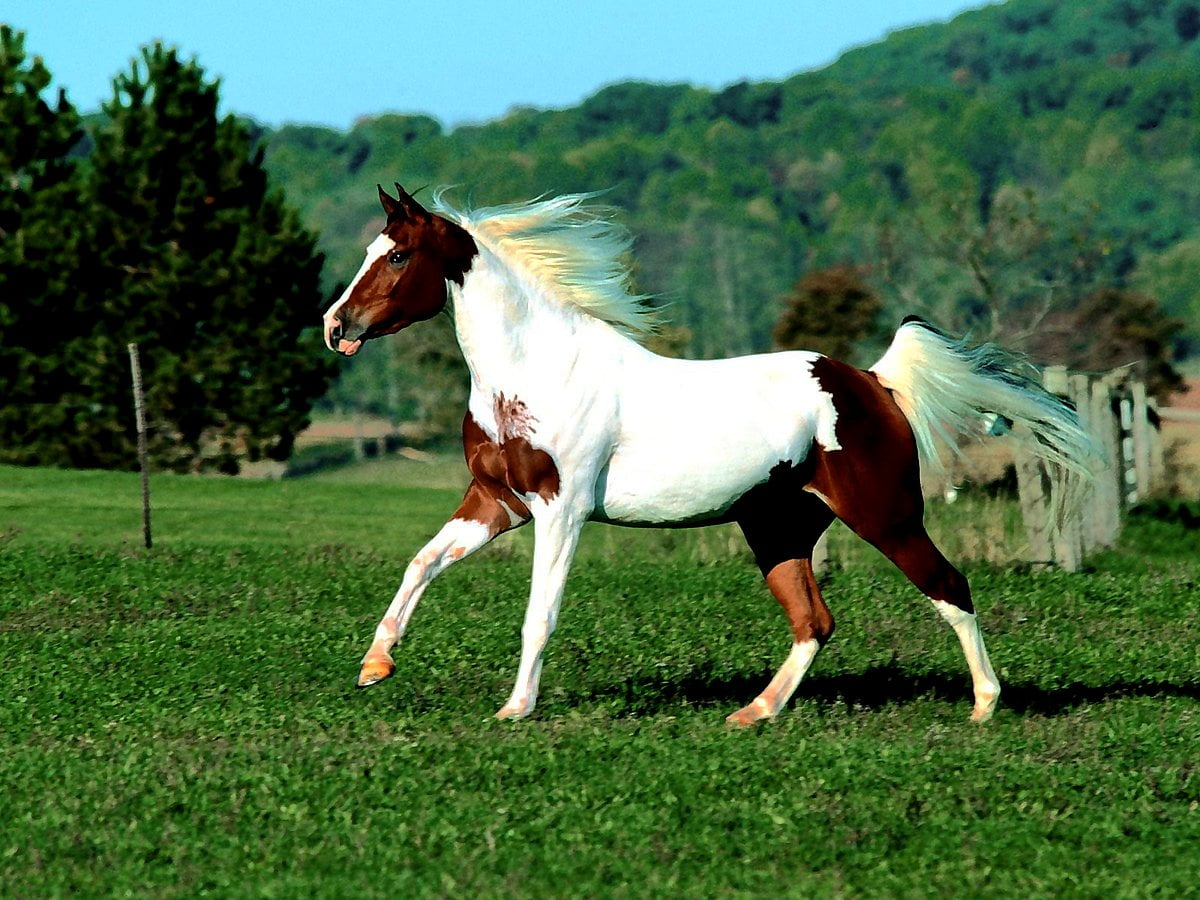 120+ Mane wallpapers HD | Download Free backgrounds