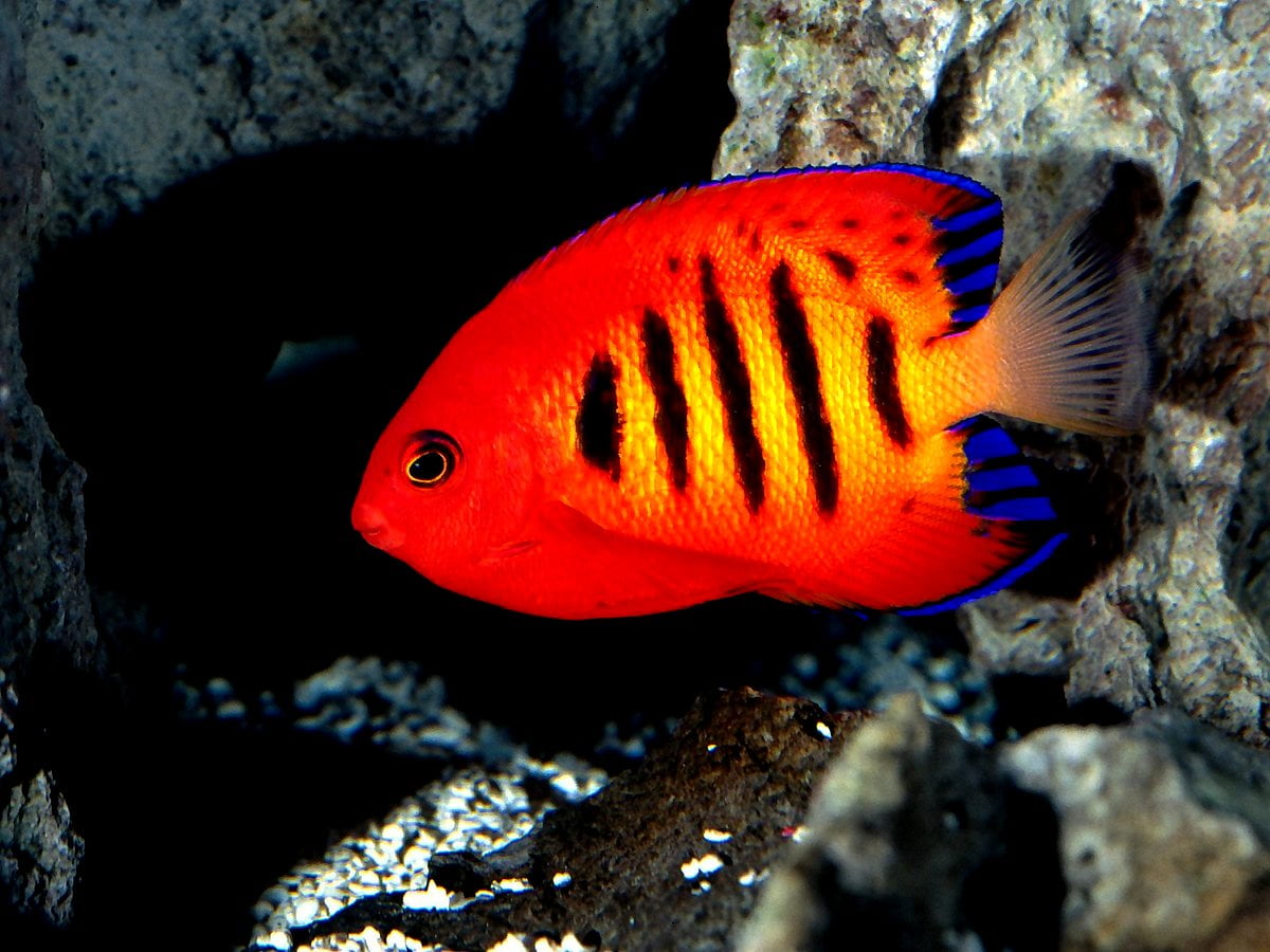 Imagen para fondo Pez, Arrecife, Acuario | Descargar Foto