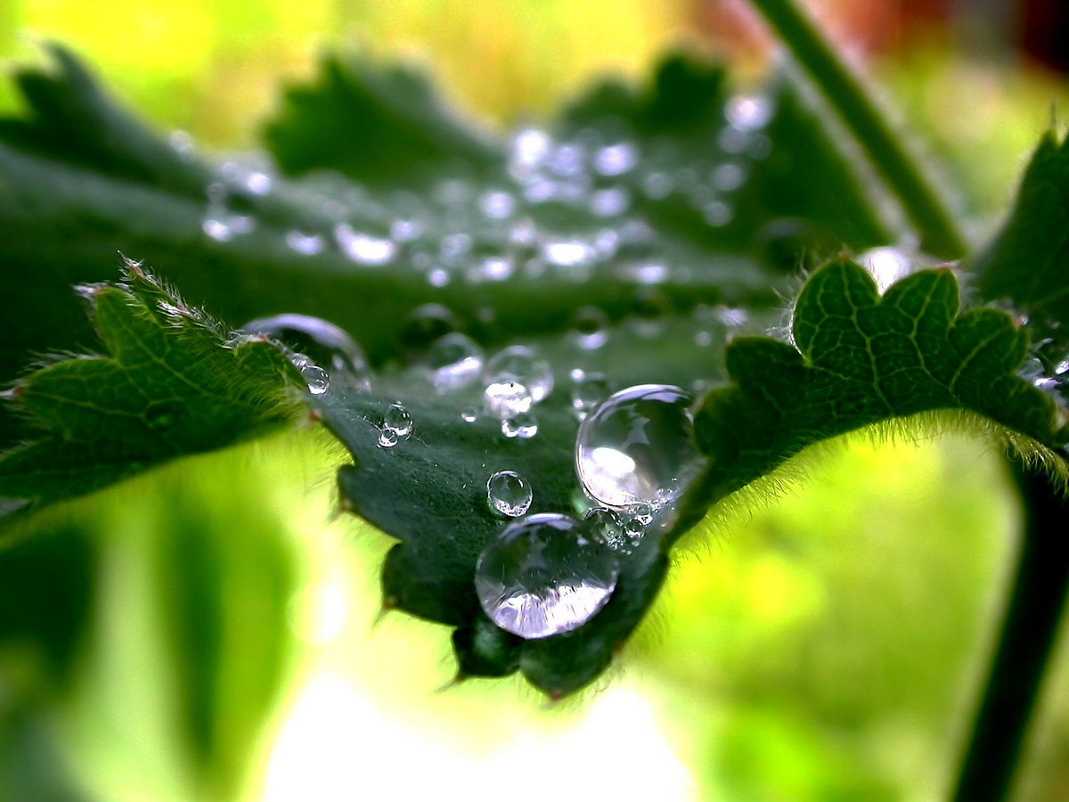 Green, Moisture, Dew wallpaper | TOP Free pics