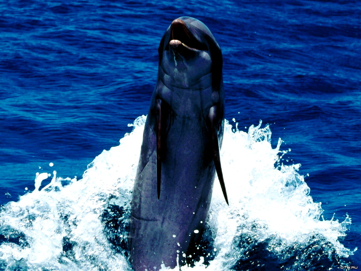 Dolphin, Animals, Ocean wallpaper widescreen | Best Free wallpapers
