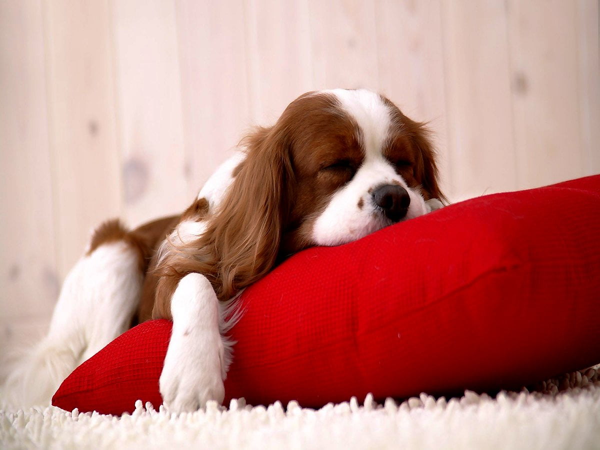 King charles spaniel bakgrunner HD | Laste ned Bakgrunnsbilder Gratis