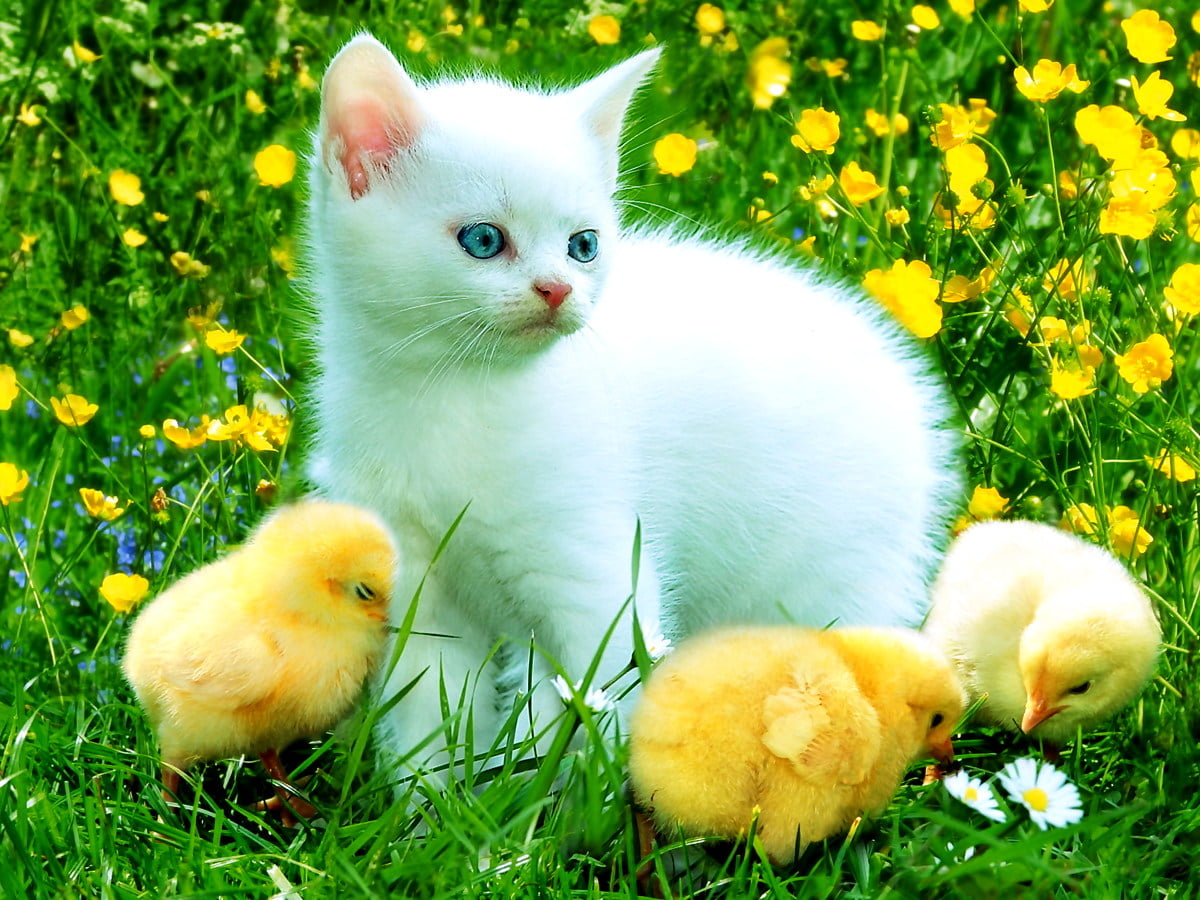 150+ Fonds d'écran Chatons HD | Télécharger Gratuitement