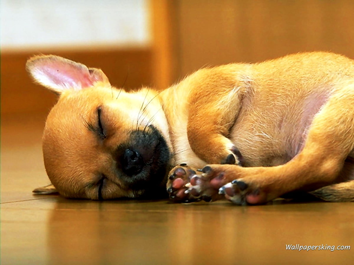 Hunde, Dyr, Hvalpe baggrund | Download Gratis billede til baggrund