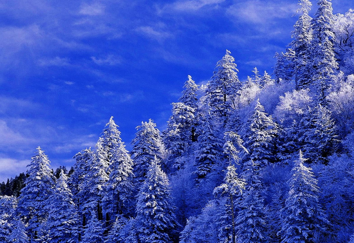 20+ Spruce-fir forest wallpapers HD 🔥 Download Free backgrounds