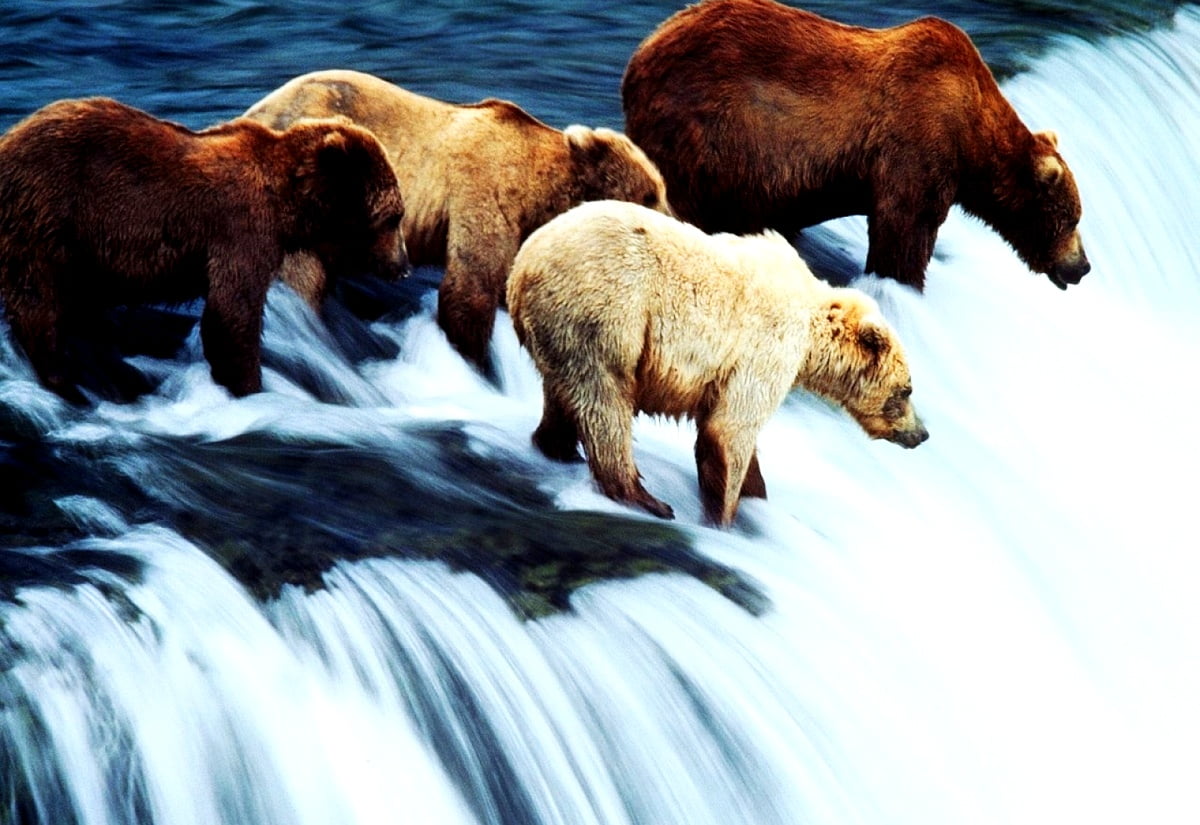 60+ Bear wallpapers HD | Download Free backgrounds